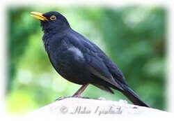 Krafttier Amsel - Schwarzer Druide