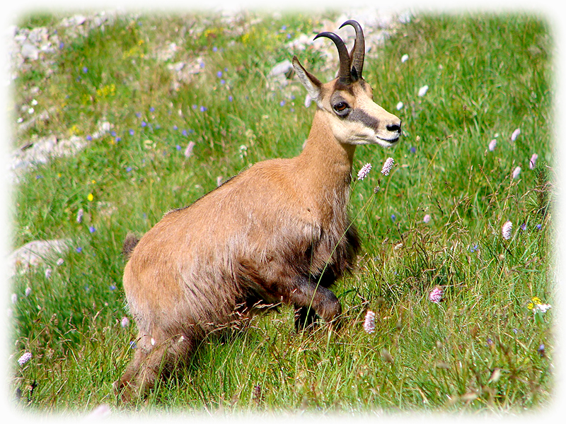 Krafttier Gemse - Grenzgänger & Kräuterkenner