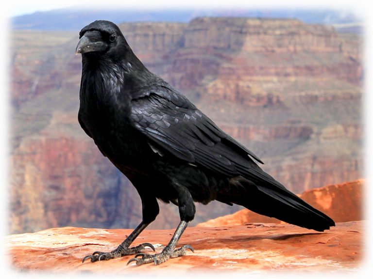 Krafttier Leopard - Tapferkeit & Stärke